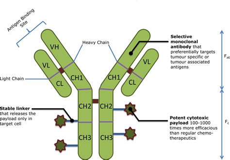 Structure Of An Adc 28 Download Scientific Diagram