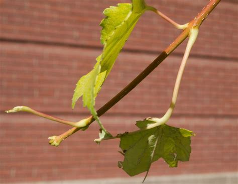 Maple Freeman Treebrowser Usu