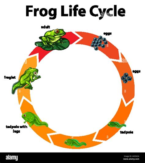 Diagram Showing Life Cycle Of Frog Illustration Stock Vector Image Art Alamy