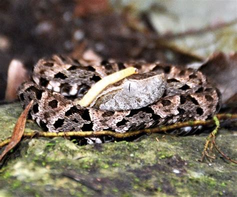 Aspecto De Un Juvenil De B Asper Encontrado Cerca Del Ejemplar Download Scientific Diagram