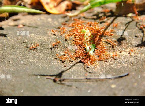 Many Red Ants Bite And Eat A Worm Red Ants Gather Together To Drag The