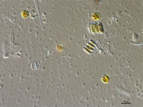 Chrysococcus Rufescens · Inaturalist Mexico