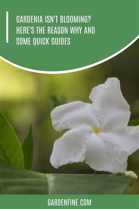 Gardenias are known for their fascinating blooming habits. At this time of the year most common ...