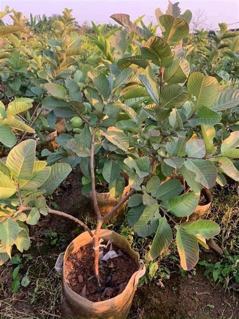 Ổi Ruby Cây Giống F1 Cam Kết Chuẩn Giống Cho Bà Con