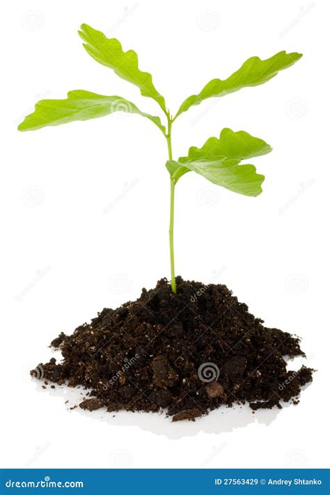 Sprout Oak Tree Stock Image Image Of Leaf Live Development 27563429