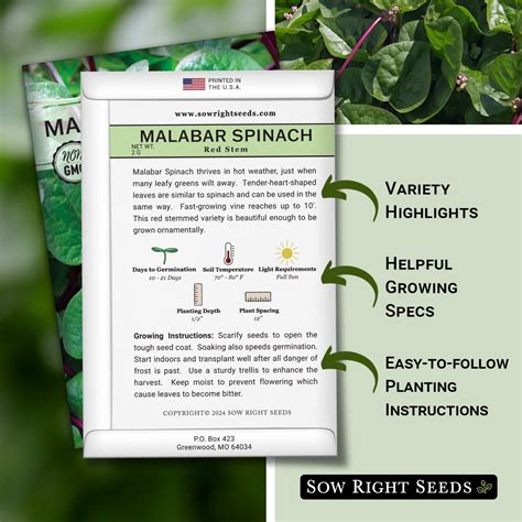 Red Stem Malabar Spinach Seeds Heat Tolerant Ornamental Sow Right Seeds