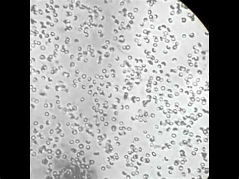 Circulación de eritrocitos YouTube