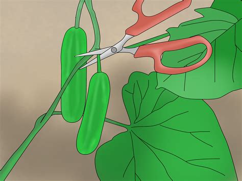 How To Grow Cucumbers In Pots With Pictures Wikihow