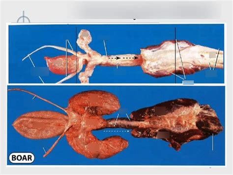 Accessory Sex Gland Diagram Male Repro Diagram Quizlet