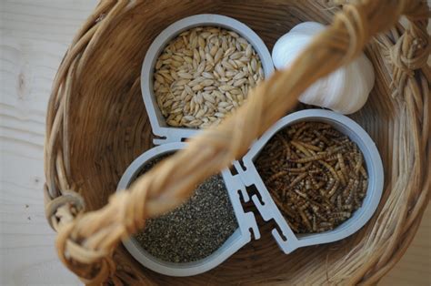 How To Use Chicken Feed Supplements The Pioneer Chicks