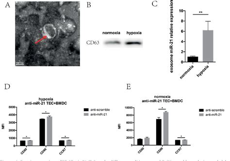 Figure 1 From Interaction Between Bone Marrow Derived Dendritic Cells And Mir 21 Of Tubular