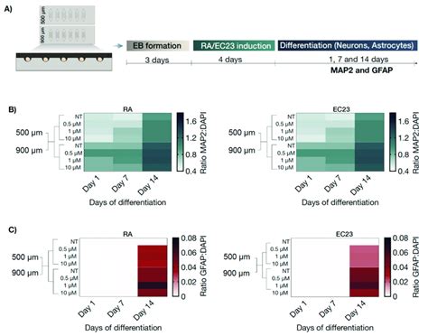 A Workflow Of The Microfluidic Differentiation Protocol By Using Download Scientific Diagram