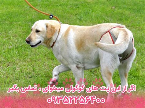 همه چیز درباره دوران فحل یا پریود سگ ماده سایت پامرانین