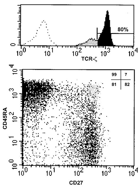Intracellular Staining Of Tcr In Cd8 Subsets Purified Cd8 Cells Were Download Scientific