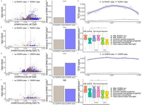 Runx1cebpa Mutation In Acute Myeloid Leukemia Promotes