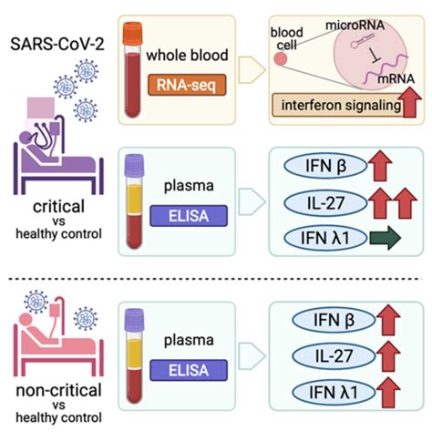 Whole Blood Rna Profiling Of Severe Covid 19 Eurekalert Whole Blood Rna Profiling Of Severe Covid 19 Eurekalert