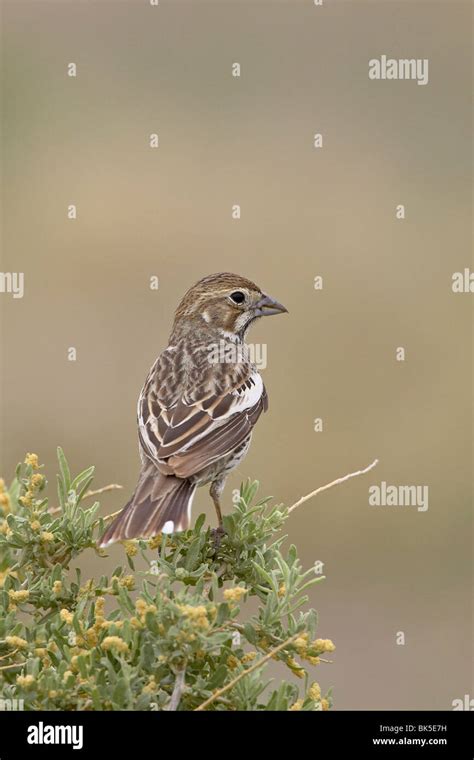 Female Lark Bunting Calamospiza Melanocorys Pawnee National