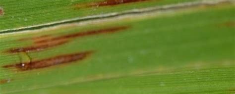 Rice Plant Disease Detection Object Detection Dataset By Thiagarajar