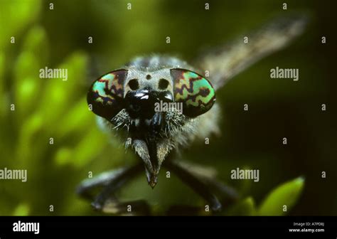 Spongebob Wormy Butterfly Face