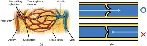Capillary Bed Labeled