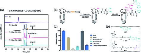 Construction Of Backbone Side Chain Cyclized Phage Libraries A Lc Ms