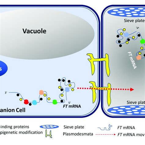 A Model For Ft Mrna Signaling In Companion Cells Ft Mrnas May Be