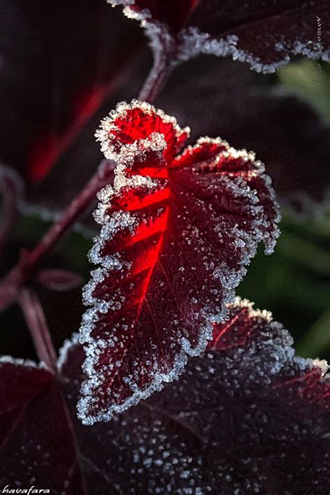 Мороз и солнце | Beautiful flowers, Flower phone wallpaper, Fall wallpaper