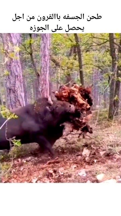 شاهد كيف طحن الج سفه با القرون من اجل الجوزه Shorts Youtube