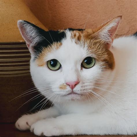 Waka Blog 更新が止まっているreact Quillを使用せずquillを直接reactアプリで使用する