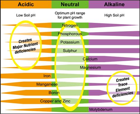 Importance Of Soil PH