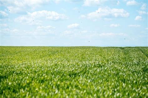 Premium Photo Green Grass Field