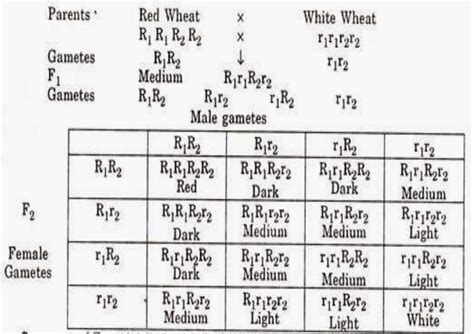 Quantitative Inheritance In Plant Breeding Biology Notes Online