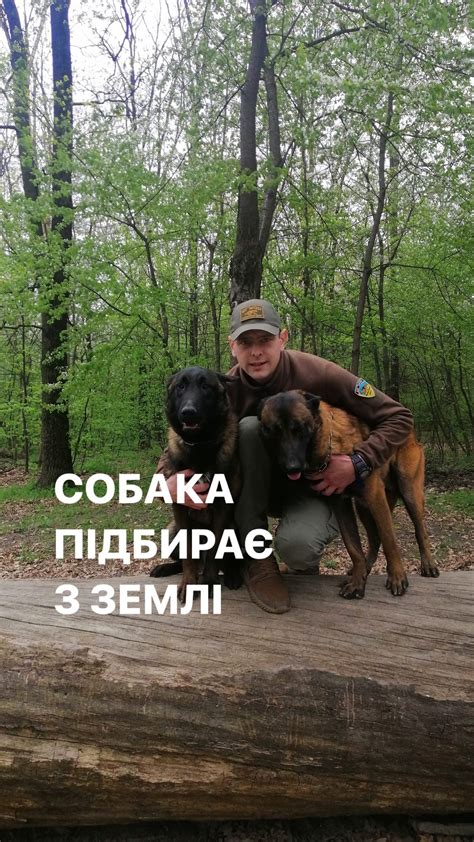 Кінолог Біла Церква🐕‍🦺 Класика ⚫⚪ кінолог кінологбц кінологбілацерква кінологонлайн