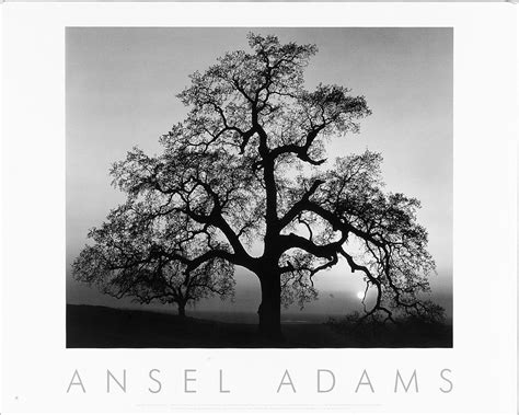 Ansel Adams Tree Trunks