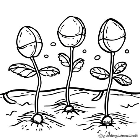 Plant Life Cycle Coloring Pages Free And Printable