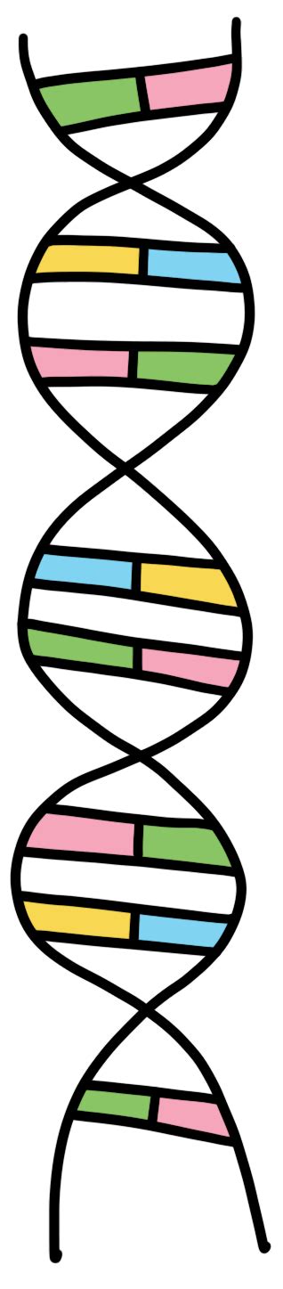 DNA Structure And Function Th Th Grade Flashcard Wayground