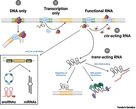 Noncoding Snorna Host Genes Are A Distinct Subclass Of Long Noncoding Rnas Trends In Genetics