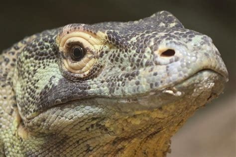Premium Photo Close Up Of Lizard