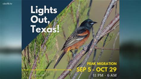 How You Can Help Birds During Their Migration Over Texas Cbs19 Tv