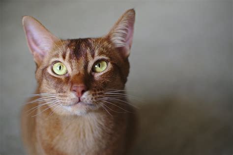 Chocolate Abyssinian