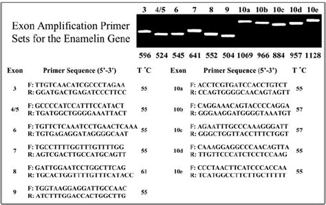 Oligonucleotide Primers Used To Amplify Enam Coding Exons And Determine Download Scientific