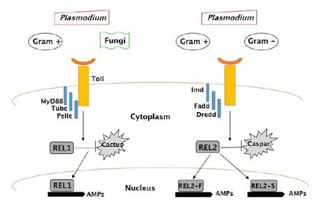 Toll And Imd Signalling Pathways Components Involved In Anti