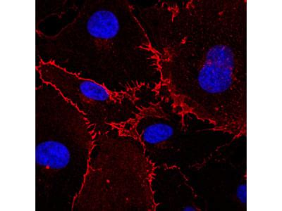 Ve Cadherin Antibody Af938 From Randd Systems A Bio Techne Brand