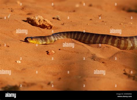 Woma Python Aspidites Ramsayi Also Ramsays Python Sand Python Or Woma Snake On The Sandy Woma Python Aspidites Ramsayi Also Ramsays Python Sand Python Or Woma Snake On The Sandy