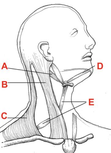 Muscles Of Facial Expression Identification Flashcards Quizlet