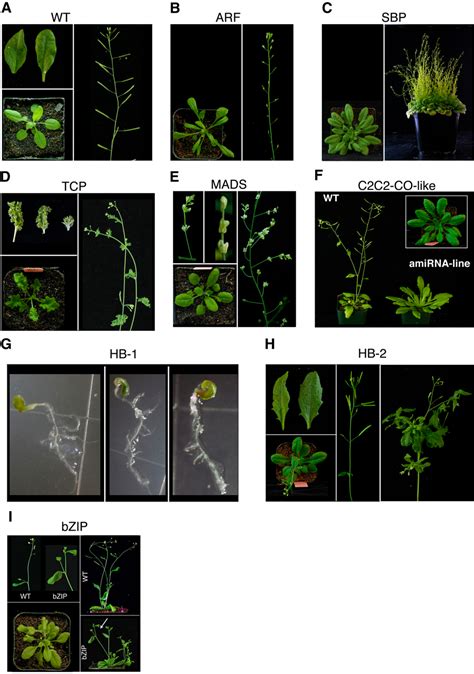 Figure 4 From A Genomic Scale Artificial Microrna Library As A Tool To Investigate The