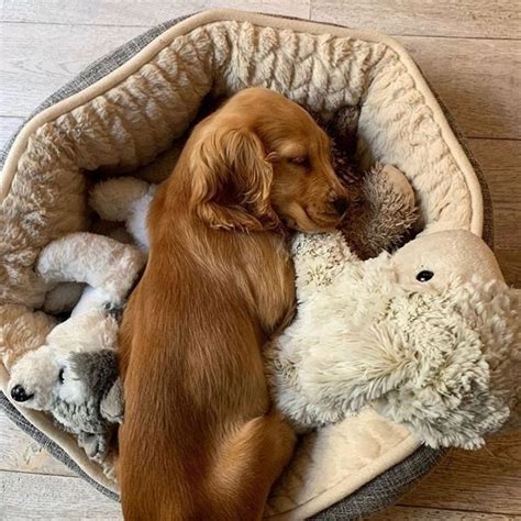 Cocker Spaniel Puppy Dreaming On Stuffed Animals