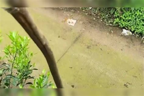 摘枇杷的小姐姐够聪明，用树枝和矿泉水瓶发明这个采摘神器，用它一天摘几十斤矿泉水瓶树枝枇杷