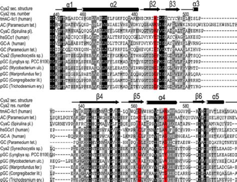 Cya2 Like Cyclases In Other Prokaryotes Shown Is A Sequence Alignment