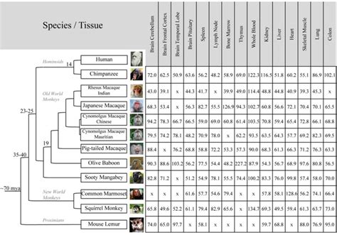 Tissue Specific Transcriptome Sequencing Analysis Expands The Non Human